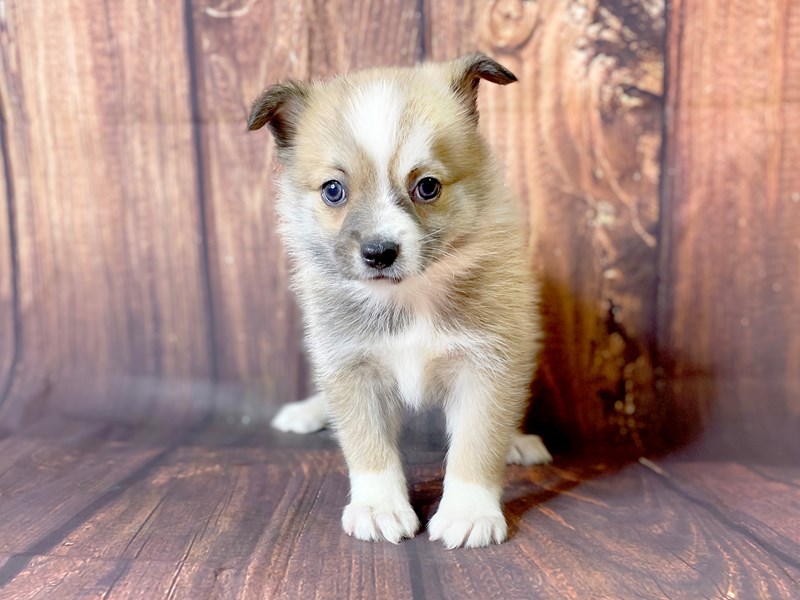 Pomsky Puppy SABLE ID:13773 Located at Petland Chillicothe, Ohio