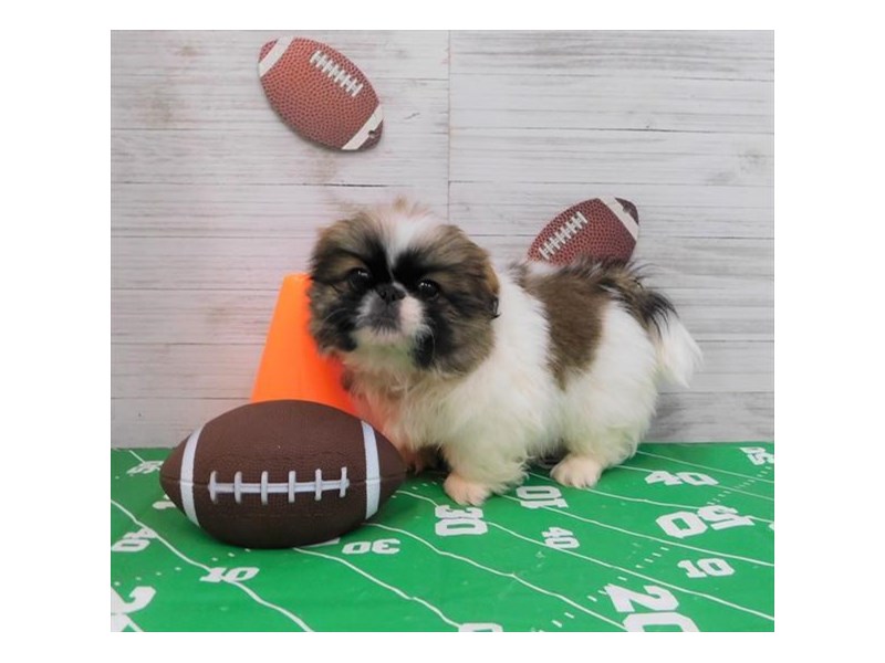 Pekingese Puppy Gold / White ID:13855 Located at Petland Chillicothe, Ohio