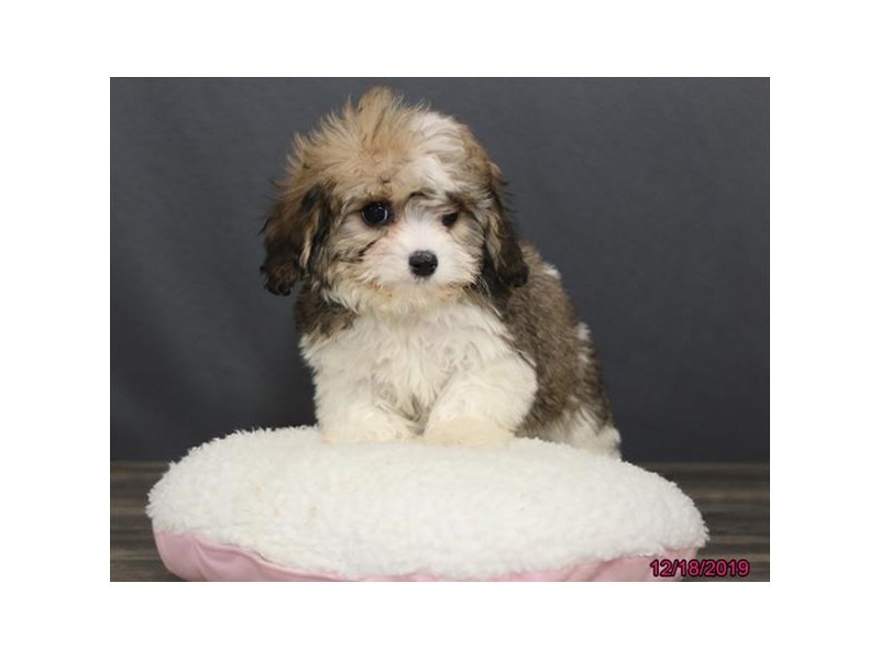 Cavachon Puppy Sable / White ID:13922 Located at Petland Chillicothe, Ohio
