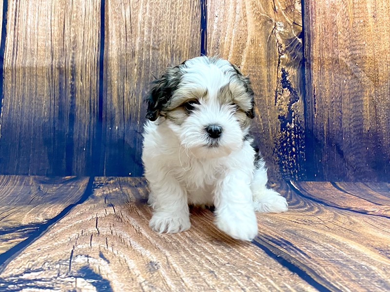 Shih Poo Puppy black and tan ID:13977 Located at Petland Chillicothe, Ohio