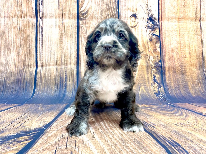 Cockapoo Puppy Chocolate Merle ID:14067 Located at Petland Chillicothe ...