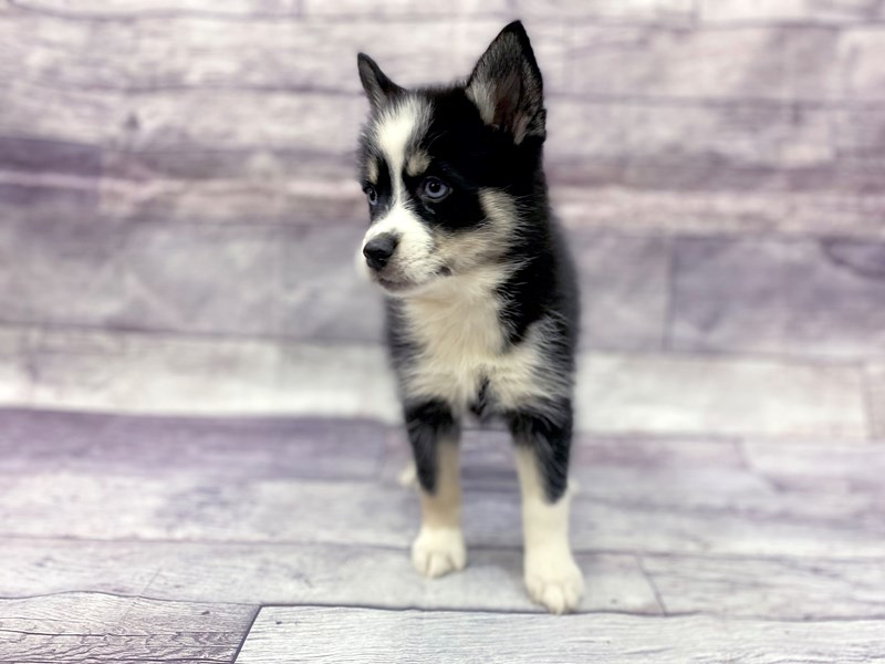 Pomsky Puppy Blk Tri ID:14468 Located at Petland Chillicothe, Ohio