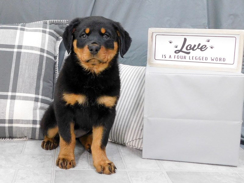 Rottweiler Puppy Black / Rust ID:14665 Located at Petland Chillicothe, Ohio