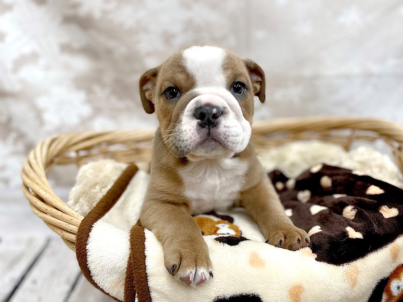 English Bulldog Puppy Blue Sable ID:14762 Located at Petland ...