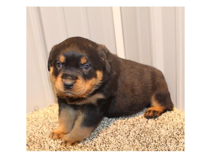 Rottweiler Puppy Black / Rust ID:14850 Located at Petland Chillicothe, Ohio