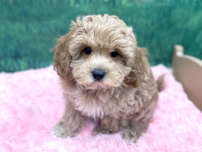 Teacup Cavachon Cute Cavachon Conan: 2lb 3oz Designer Puppy