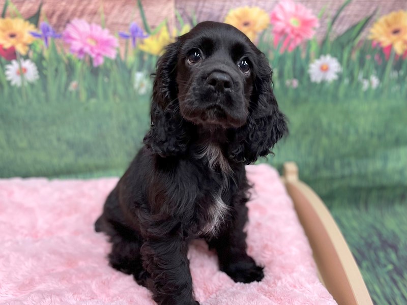 Black Cocker Spaniel Puppies American Cocker Spaniel Puppy Christmas