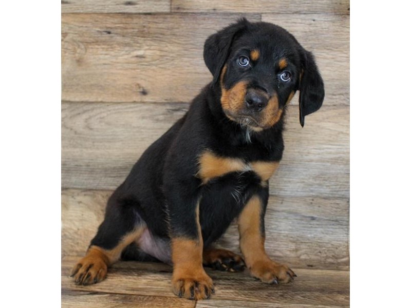Rottweiler Puppy Black / Rust ID:15060 Located at Petland Chillicothe, Ohio
