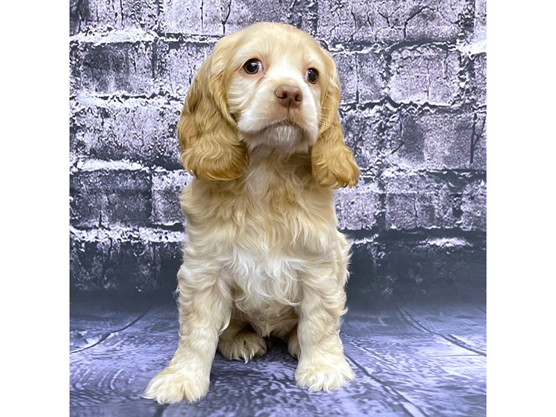 American Cocker Spaniel Tan Puppies