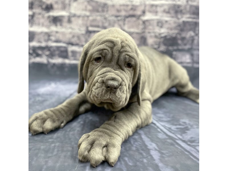 Blue Mastiff