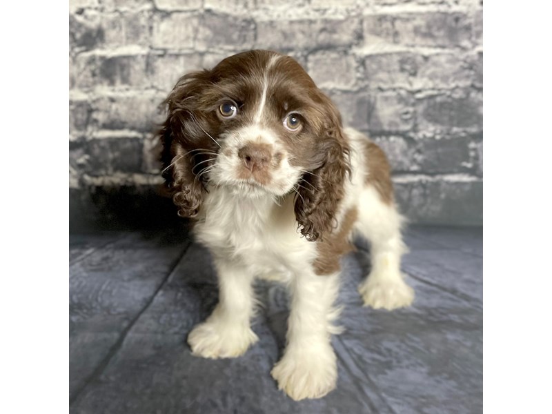 Cocker Spaniel Puppy Chocolate / White ID:15774 Located at Petland ...