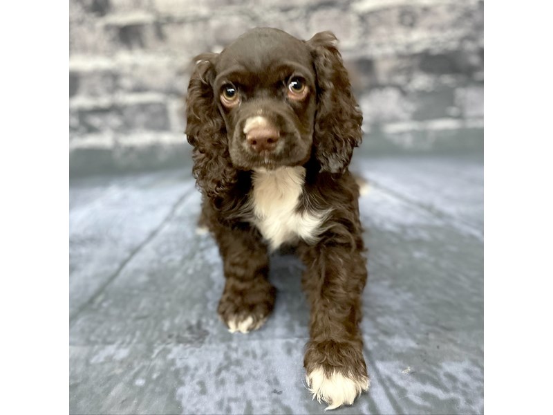 Cocker Spaniel Small Animal Chocolate / White ID:16639 Located at ...