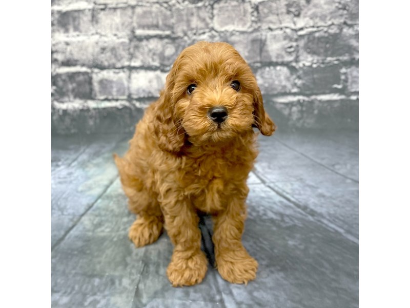 Cavapoo Puppy Red ID:15839 Located at Petland Chillicothe, Ohio