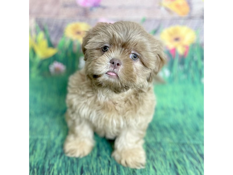 Blue Shih Tzu