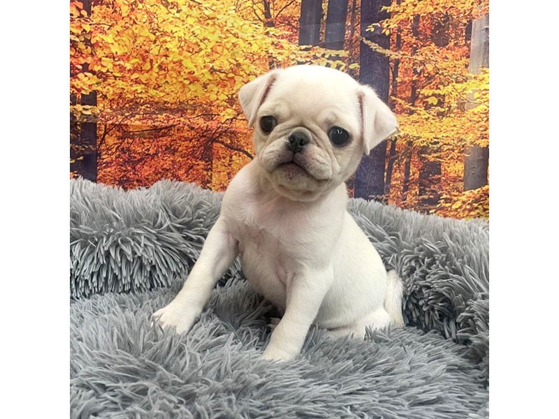 Pug Small Animal Cream ID:16150 Located at Petland Chillicothe, Ohio