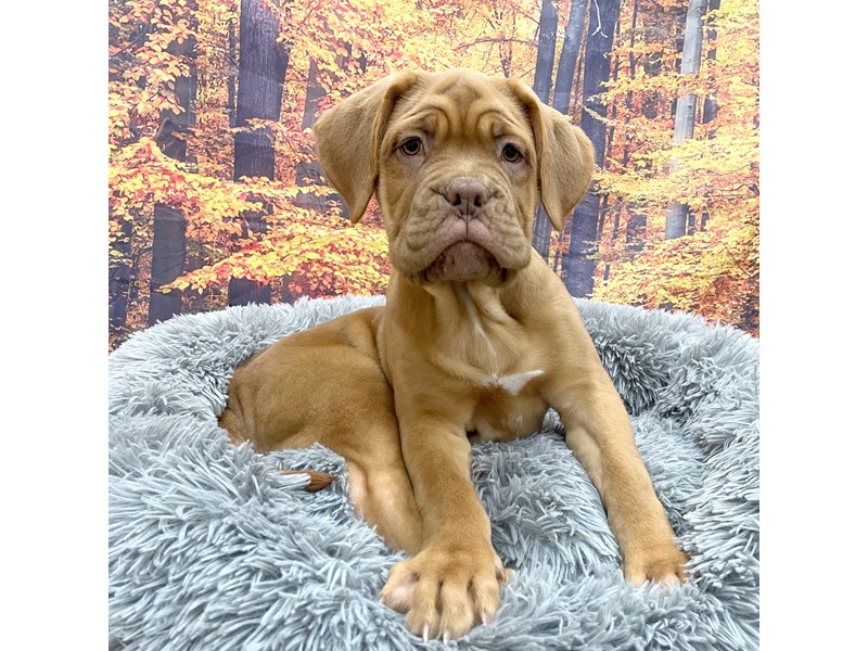 Dogue De Bordeaux Small Animal Red ID:16171 Located at Petland ...