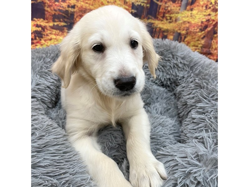 Golden Retriever Small Animal Light Golden ID:16217 Located at Petland ...