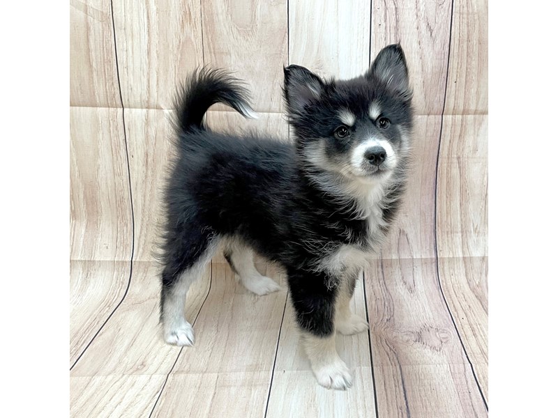 Pomsky Small Animal Black ID:16208 Located at Petland Chillicothe, Ohio