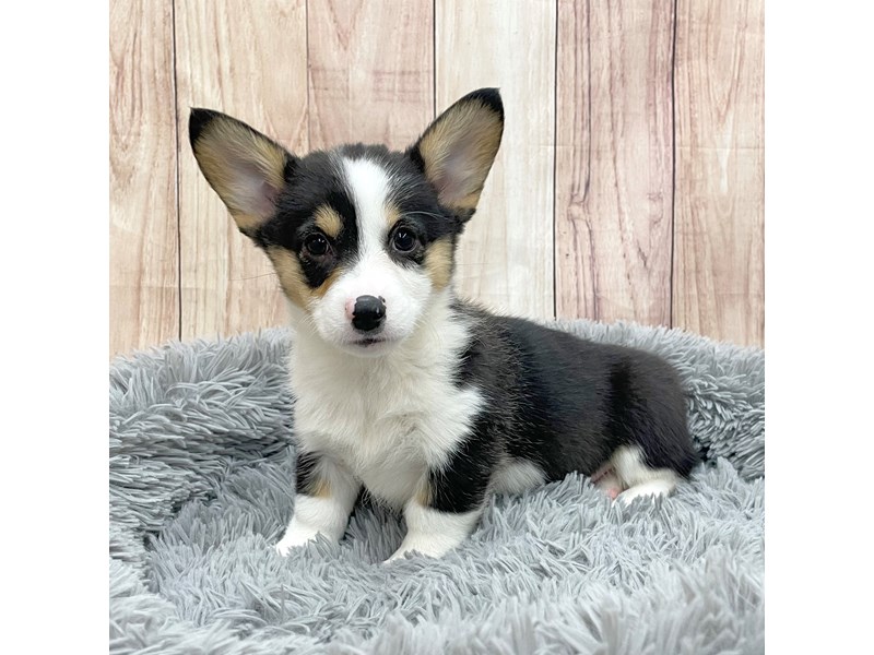 Pembroke Welsh Corgi Small Animal Tri-Colored ID:16259 Located at ...