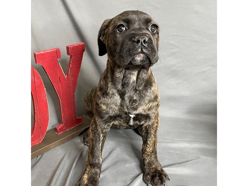 Cane Corso Small Animal Brindle ID:16279 Located at Petland Chillicothe ...