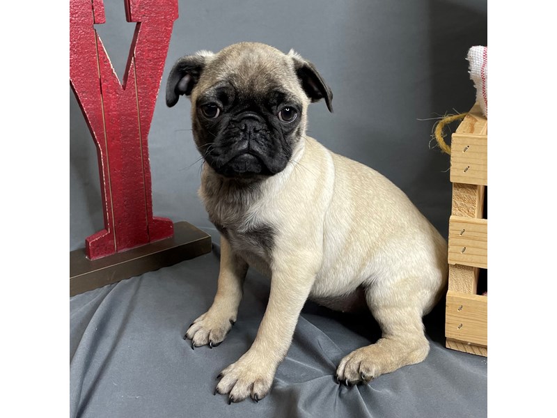 Pug Small Animal Fawn ID:16234 Located at Petland Chillicothe, Ohio