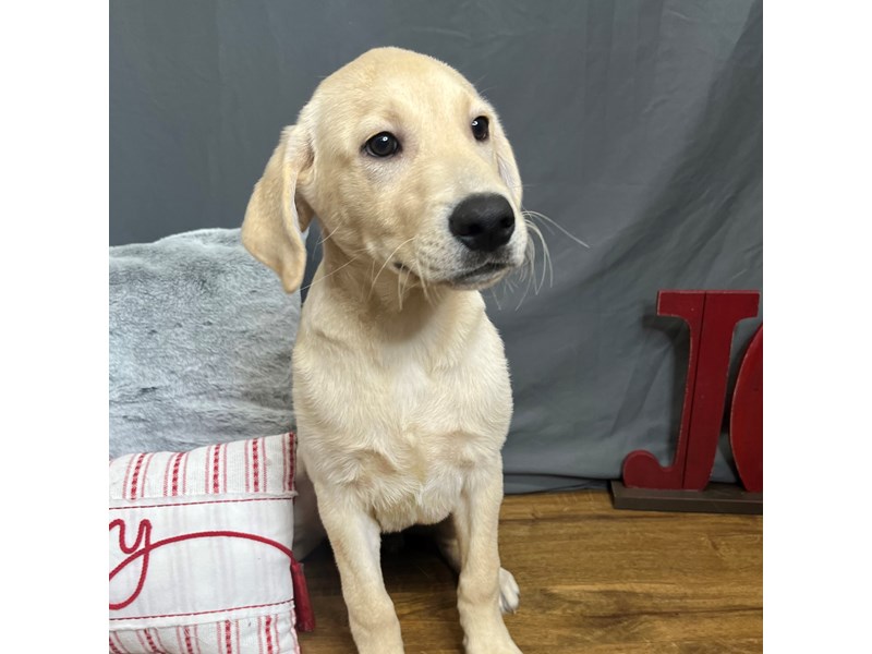 Labrador Retriever Small Animal Yellow ID:16192 Located at Petland ...