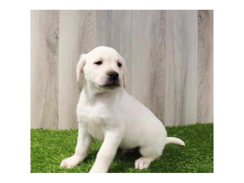Labrador Retriever Small Animal Yellow ID:16334 Located at Petland ...