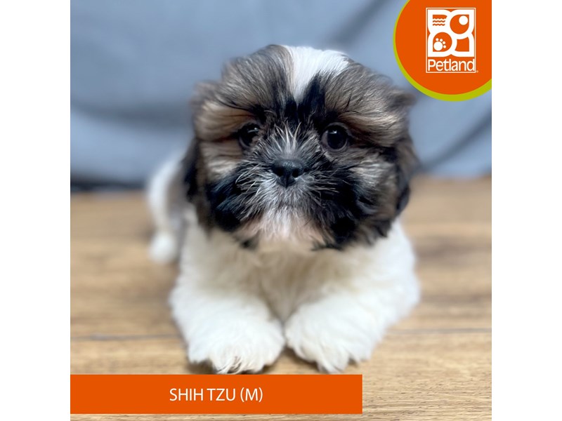 Shih Tzu Small Animal Brown / White ID:16357 Located at Petland ...