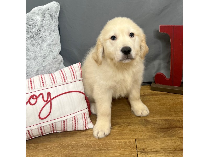 Golden Retriever Small Animal Light Golden ID:16298 Located at Petland ...