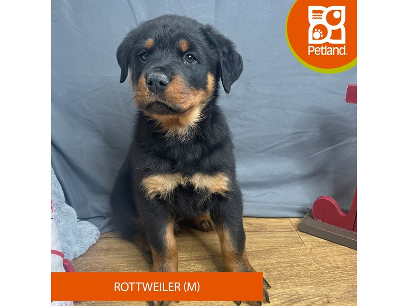 Rottweiler Small Animal Black / Rust ID:16326 Located at Petland ...