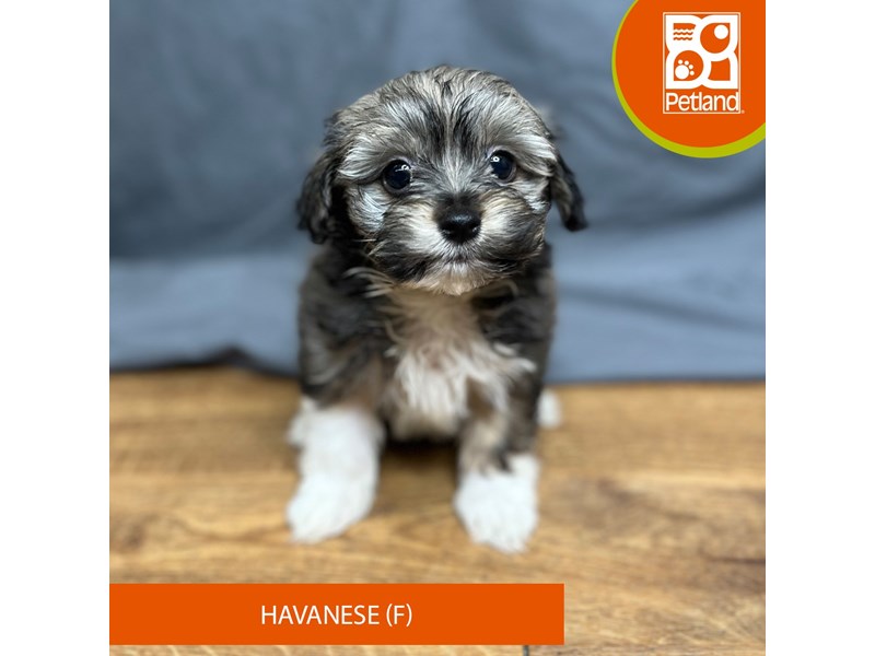 Havanese Small Animal Tri-Colored ID:16350 Located at Petland ...