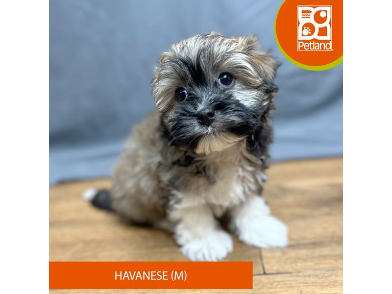 Havanese Small Animal Tri-Colored ID:16349 Located at Petland ...