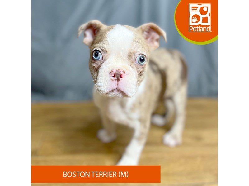 Boston Terrier Small Animal Red Merle ID:16366 Located at Petland ...