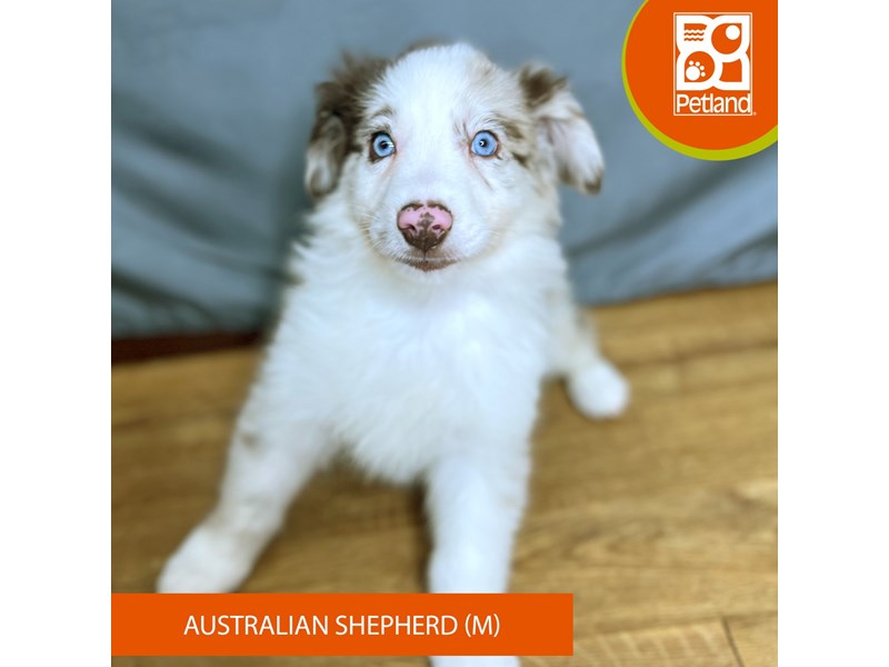 Australian Shepherd Small Animal Red Merle ID:16407 Located at Petland ...