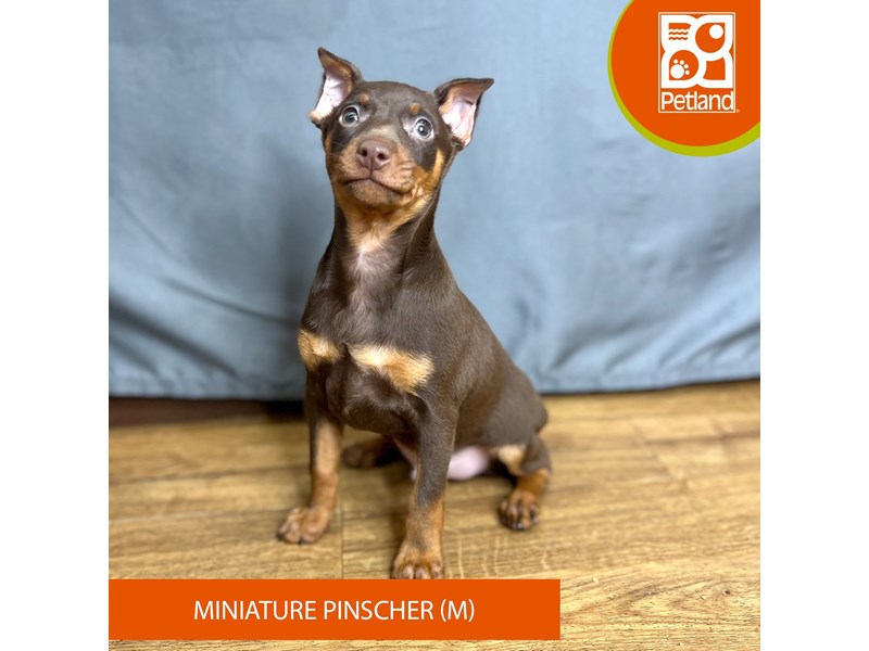 Miniature Pinscher Small Animal Chocolate / Tan ID:16410 Located at ...