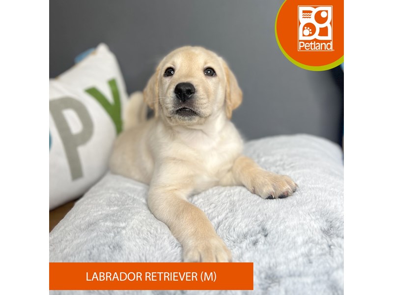 Labrador Retriever Small Animal Yellow ID:16463 Located at Petland ...