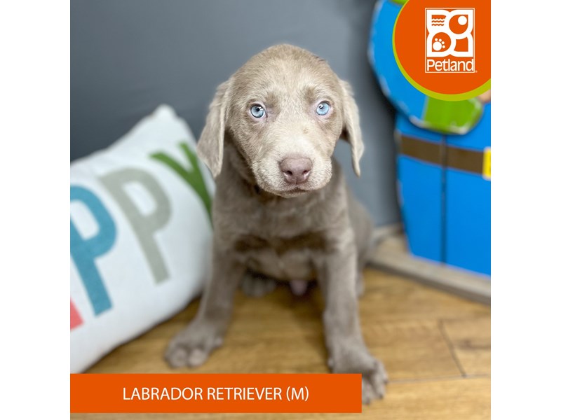 Labrador Retriever Small Animal Silver ID:16460 Located at Petland ...