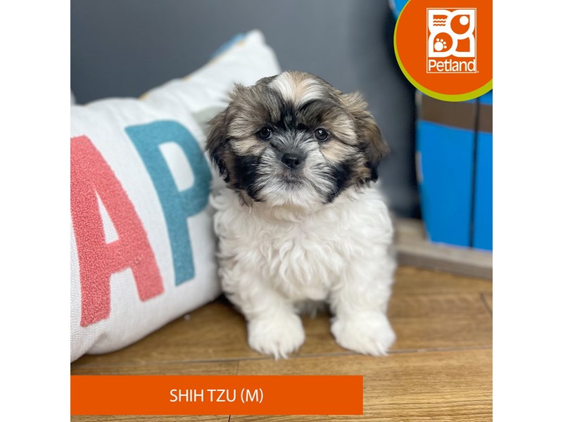 Shih Tzu Small Animal Brown / White ID:16459 Located at Petland ...