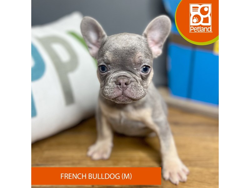 French Bulldog Small Animal Lilac / Tan ID:16479 Located at Petland ...