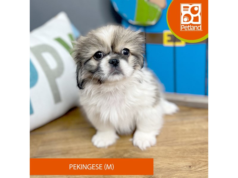Pekingese Small Animal Brown / White ID:16471 Located at Petland ...
