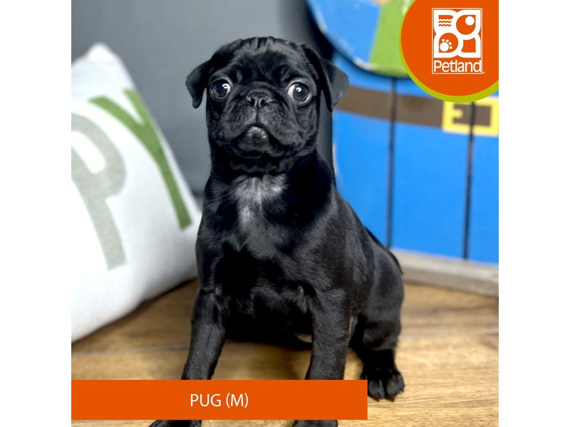 Pug Small Animal Black ID:16487 Located at Petland Chillicothe, Ohio