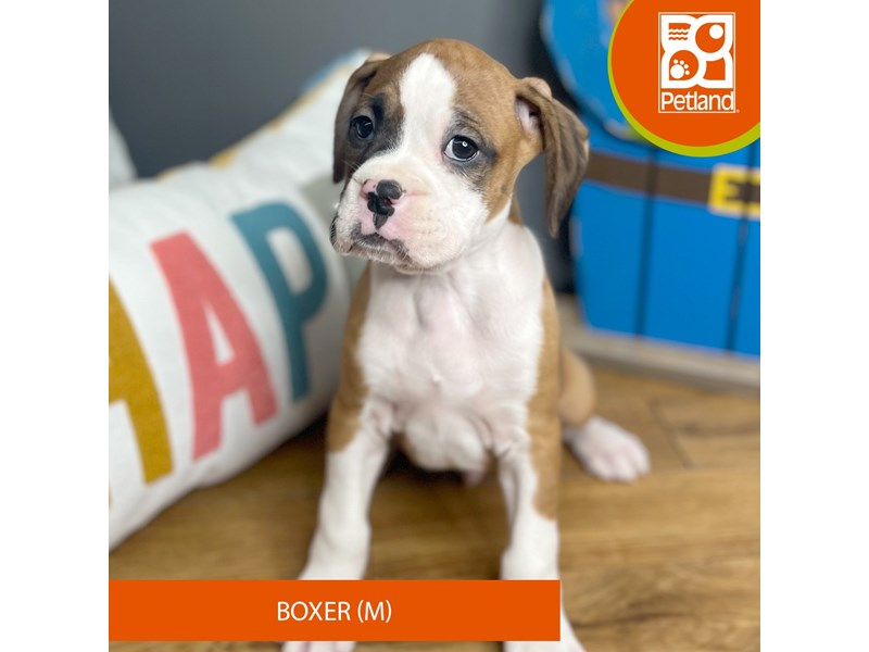 Boxer Small Animal Fawn / White ID:16452 Located at Petland Chillicothe ...
