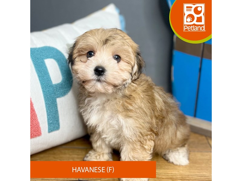 Havanese Small Animal Tri-Colored ID:16349 Located at Petland ...