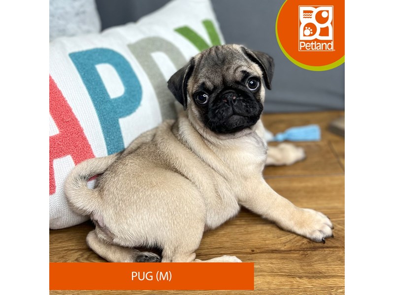 Pug Small Animal Fawn ID:16536 Located at Petland Chillicothe, Ohio