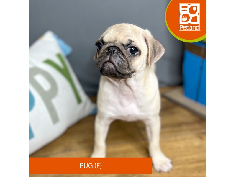 Pug Small Animal Fawn ID:16535 Located at Petland Chillicothe, Ohio
