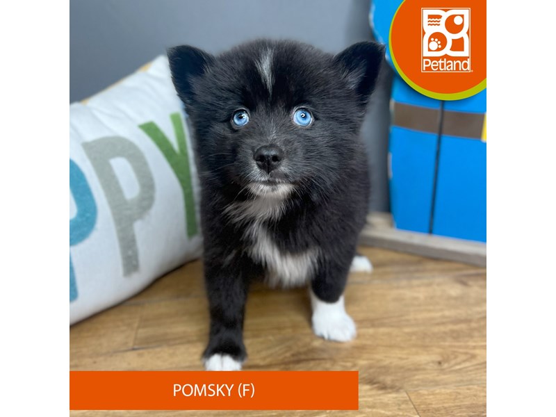 Pomsky Small Animal Black ID:16662 Located at Petland Chillicothe, Ohio