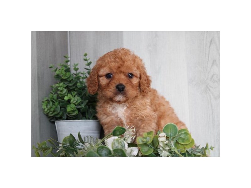 Cavapoo Small Animal red ID:16681 Located at Petland Chillicothe, Ohio