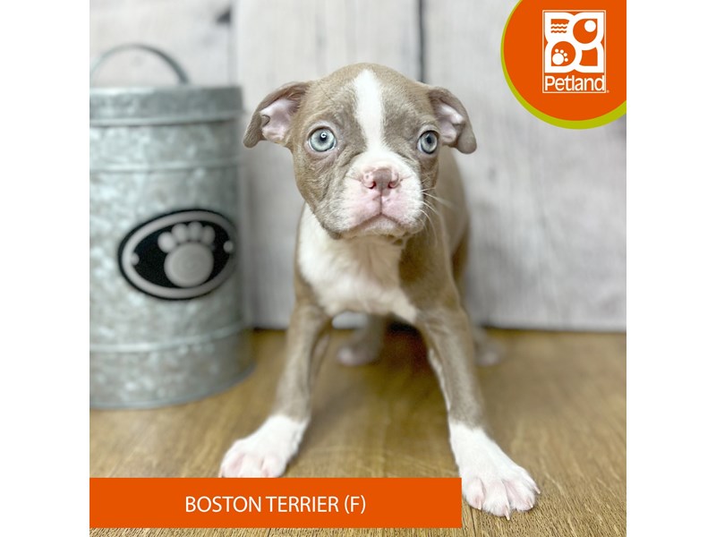 Boston Terrier Puppies - Breed Info - Petland Chillicothe, Ohio