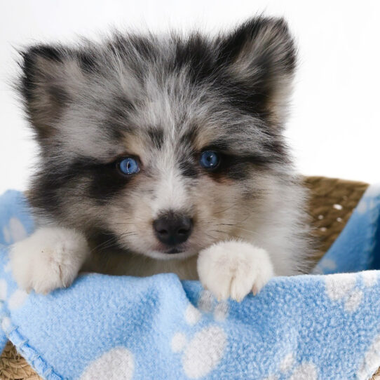 Petland Chillicothe, Ohio - Buy Puppies, Pet Supplies & Food